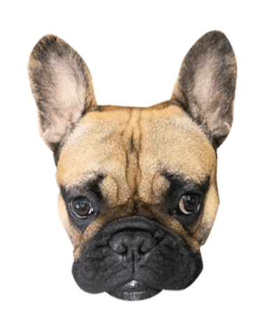 Best Dog Gifs by Diggs Pet | GIPHY