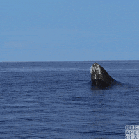 Orca Jumping Gif