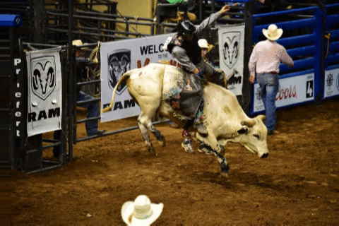 Mechanical Bull Riding Gif