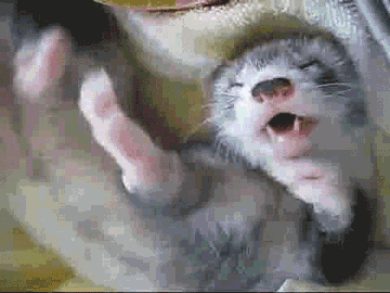 Angry Ferret Gif