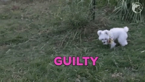 Guilty Dog Gif