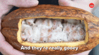 We-turned-a-chocolate-bar-back-into-a-cacao-pod GIFs - Get the best GIF ...