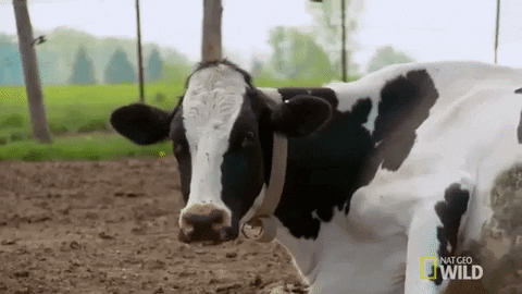Incredible Dr Pol Cow GIF by Nat Geo Wild - Find & Share on GIPHY