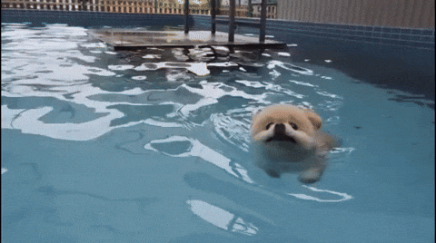 Cool Down From the Heat With These GIFs of Swimming Dogs by GIPHY News ...