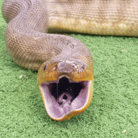Anaconda Snake Gif