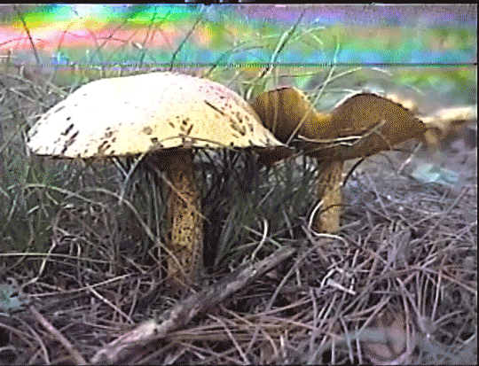 Mushroom Mushroom Vhs GIF by Hunter Preston - Find & Share on GIPHY