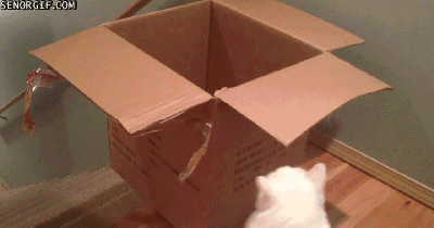 Cat Box GIF by Cheezburger - Find & Share on GIPHY