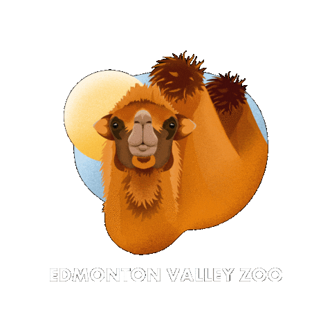 Camels GIFs on GIPHY - Be Animated