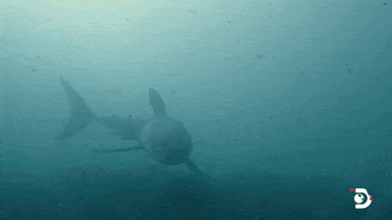 Shark House GIFs on GIPHY - Be Animated