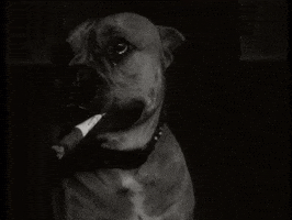 Fourth of July fireworks vrs dogs | Bloodydecks