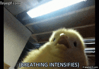 Breathing Intensifies Cat Meme