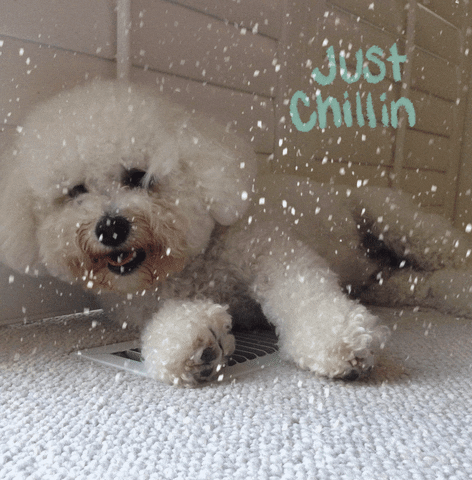 Dog Chilling GIF - Find & Share on GIPHY