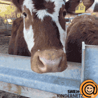 Cow Gif