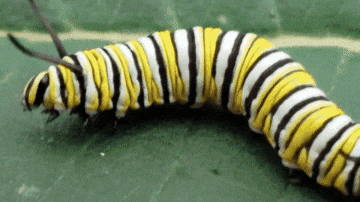 Caterpillars GIFs - Get the best GIF on GIPHY