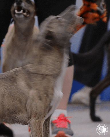 2023 Flyball Dog Challenge by American Kennel Club | GIPHY