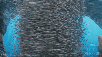 Disney The Little Mermaid GIFs - Find & Share on GIPHY