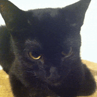 Blinking-Cat GIFs - Find & Share on GIPHY