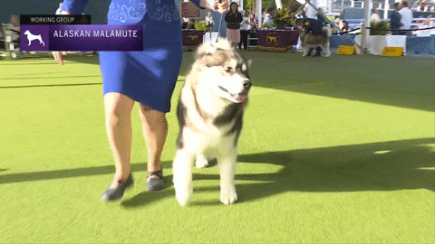 Working-group GIFs - Get the best GIF on GIPHY