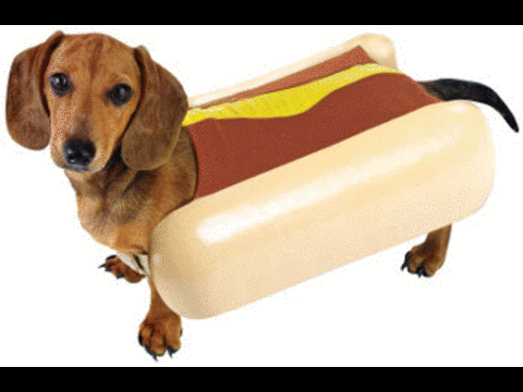 Hotdog Dog GIFs - Get the best GIF on GIPHY