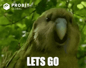 Parrot Meme GIFs - Get the best GIF on GIPHY