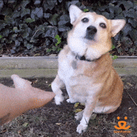 Puppy High Five Gif