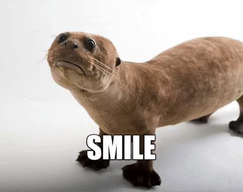 Smiling Seal Gif