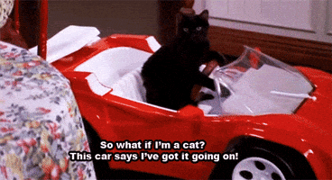 Cat Driving GIFs - Find & Share on GIPHY