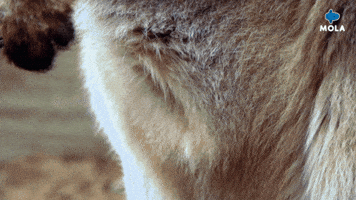 Happy Roo year | BigFooty Forum