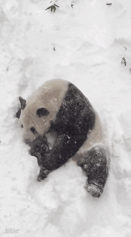 Snow Diving GIFs - Get the best GIF on GIPHY