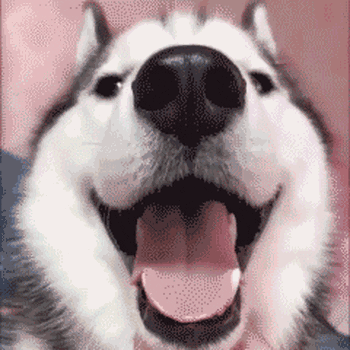 Happy Husky Gif