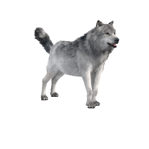 Running Wolf Pack Gif