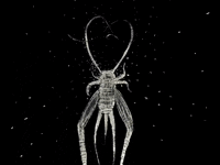 Cricket Chirping Gif