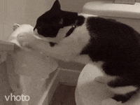 Crazy Cat Gif