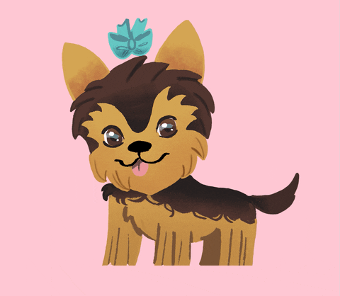 Cute Yorkie GIFs - Get the best GIF on GIPHY