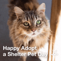 Adopt-a-shelter-pet-day GIFs - Get the best GIF on GIPHY