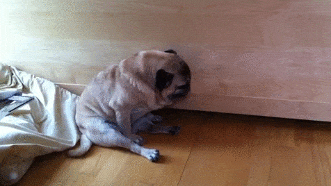 Sleeping Pug GIFs - Get the best GIF on GIPHY