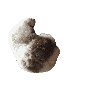 Lagotto Romagnolo GIFs on GIPHY - Be Animated
