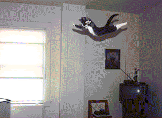 Cat Flying GIF - Find & Share on GIPHY