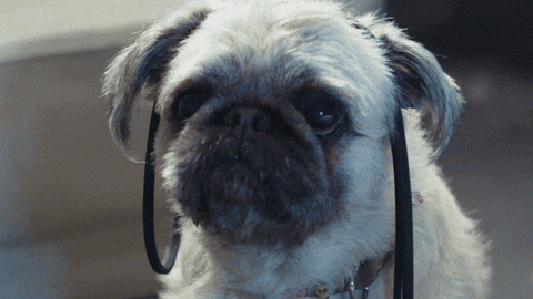 Dog Lick Gif By Starkl gif - Find & Share on GIPHY