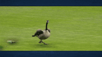 Rally Goose GIFs on GIPHY - Be Animated