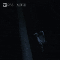 Flying Squirrel Wrestling Gif