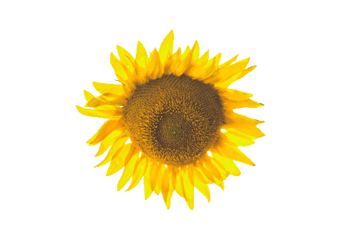 Sunflower Sticker for iOS & Android | GIPHY