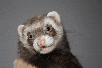 Ferret Running Gif