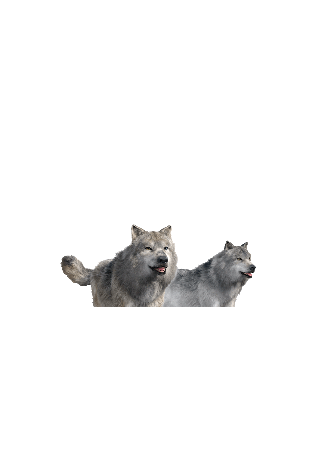 Great Wolf Lodge GIFs on GIPHY - Be Animated