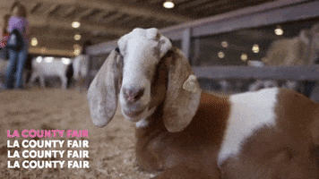 LA County Fair GIFs on GIPHY - Be Animated