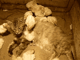 Interspecies Bonding GIFs - Get the best GIF on GIPHY