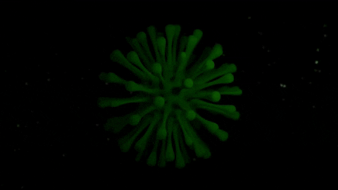 Close Up Virus GIF - Find & Share on GIPHY