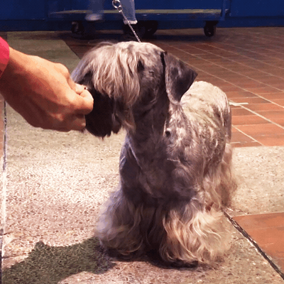 Dog Show GIF by Westminster Kennel Club - Find & Share on GIPHY