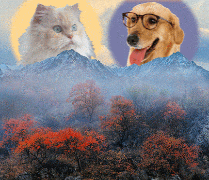 Great-cormorant GIFs - Get the best GIF on GIPHY