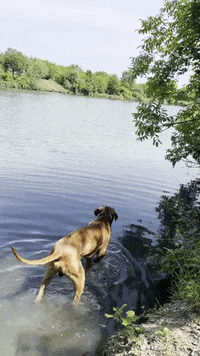 Dogs Drinking Water Gif